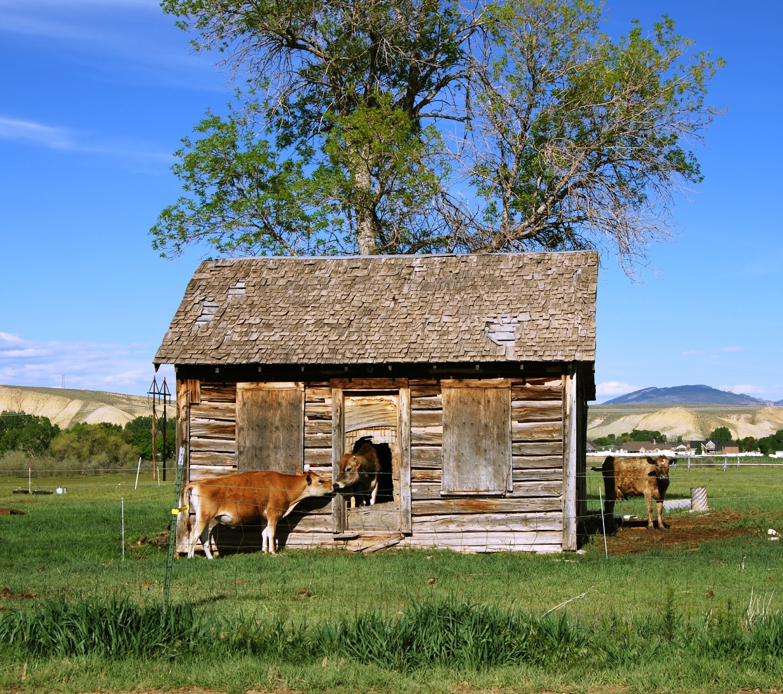Old Home Place Heritage Farms / McDowell Family Farms: 2013